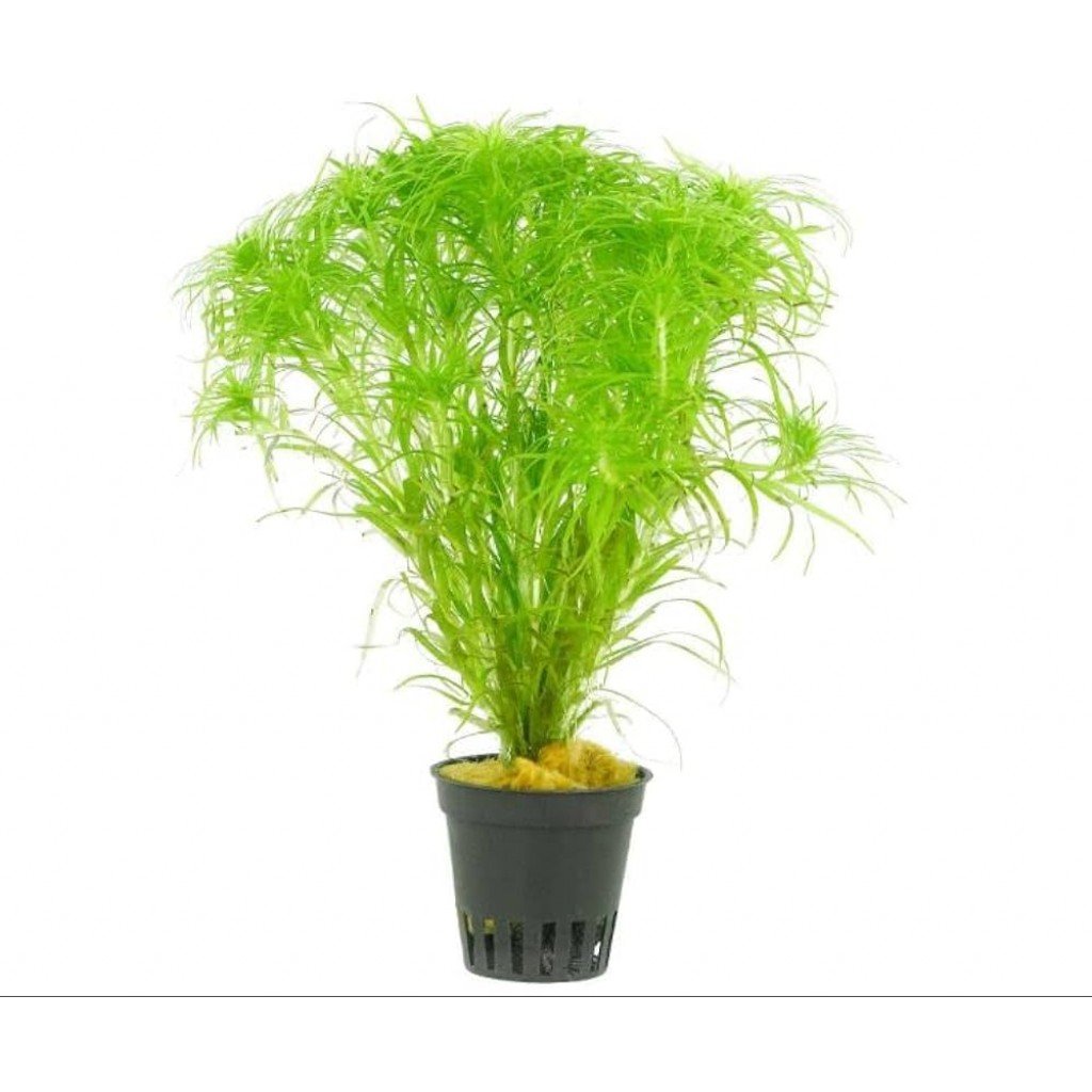 Top Aquarium Plant Tonina sp. Belem | Discus Store